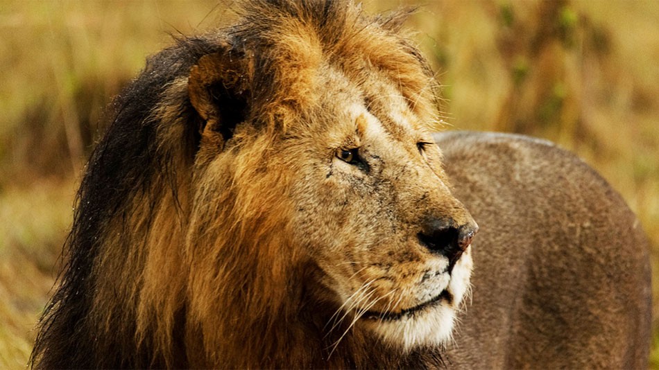 Kenya Lion Safari, Including Samburu Oryx Tour 15 Days